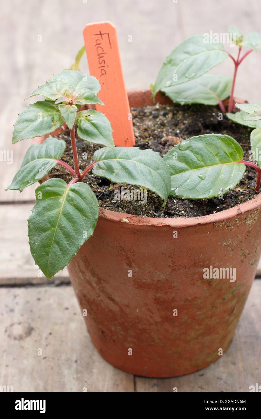 Cuttings fuchsia hi-res stock photography and images - Alamy