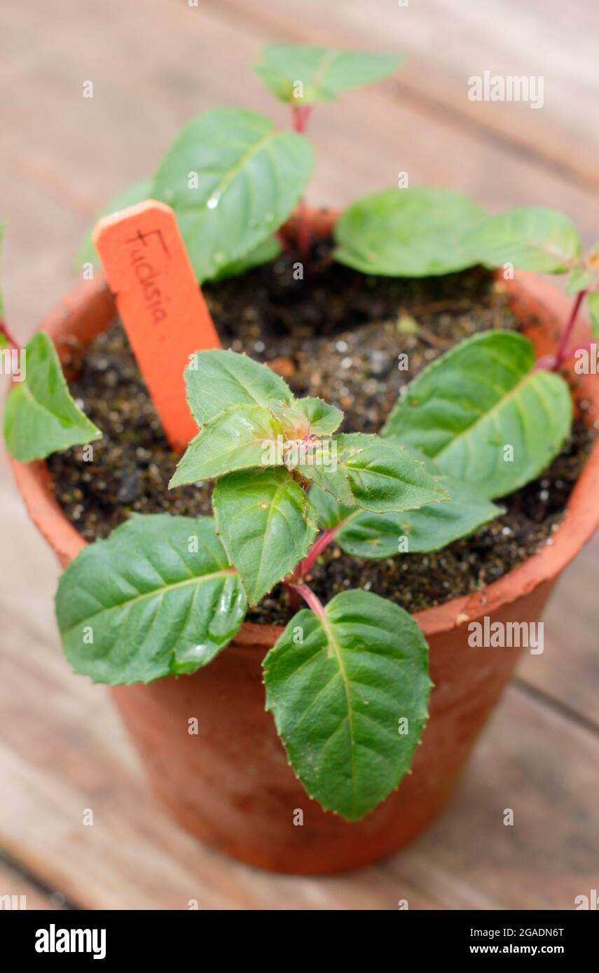 Fuchsia cuttings in a pot of gritty compost ready for placing in a warm ...