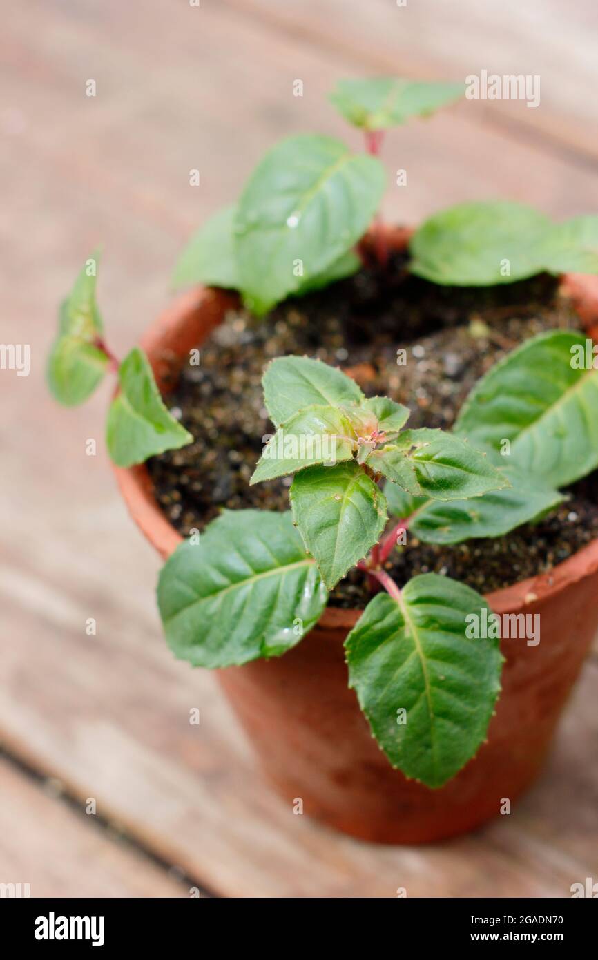 Plant cuttings. Fuchsia cuttings in a pot of gritty compost ready for ...