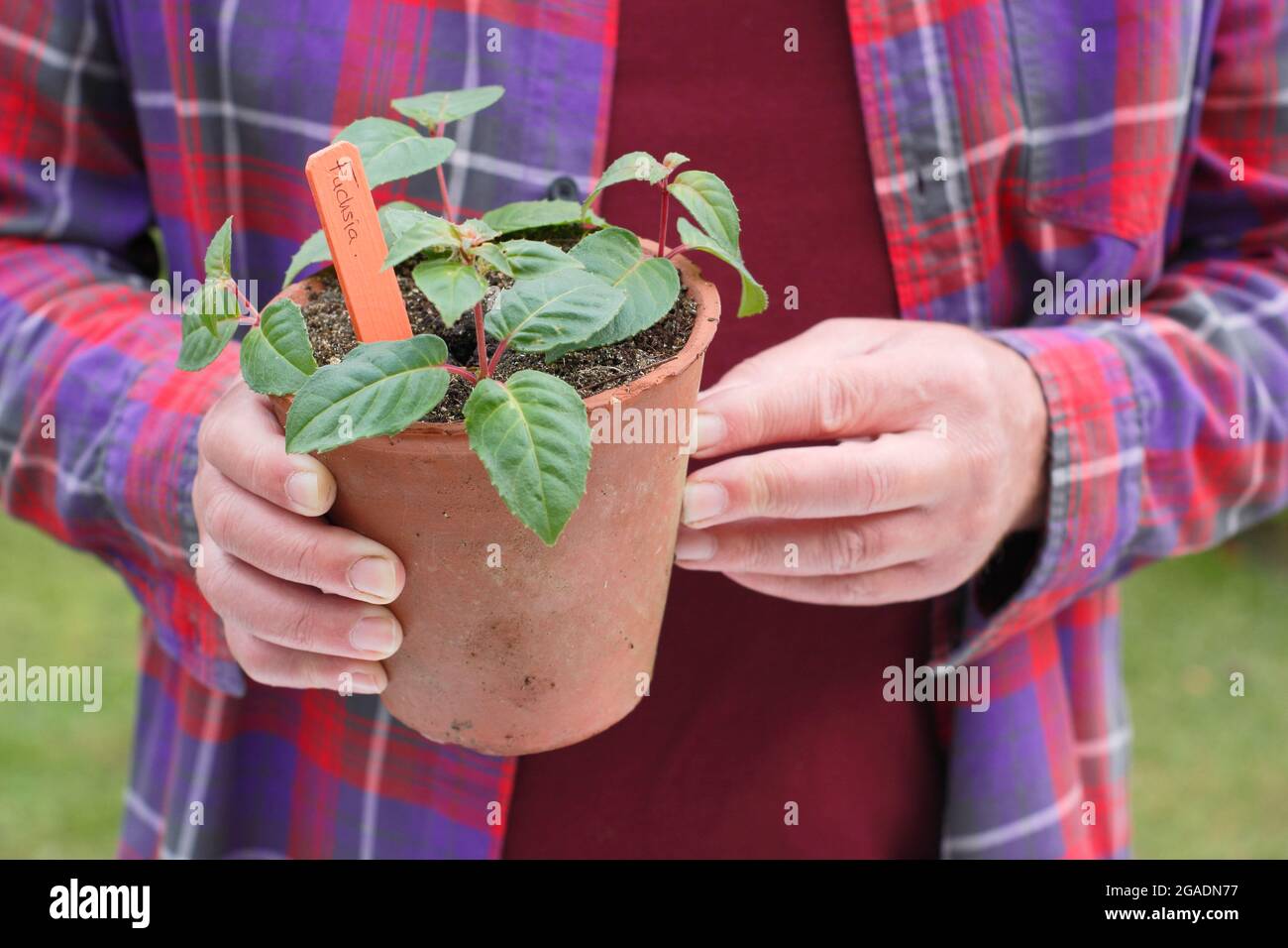 Fuchsia cuttings in a pot of gritty compost ready for placing in a warm ...