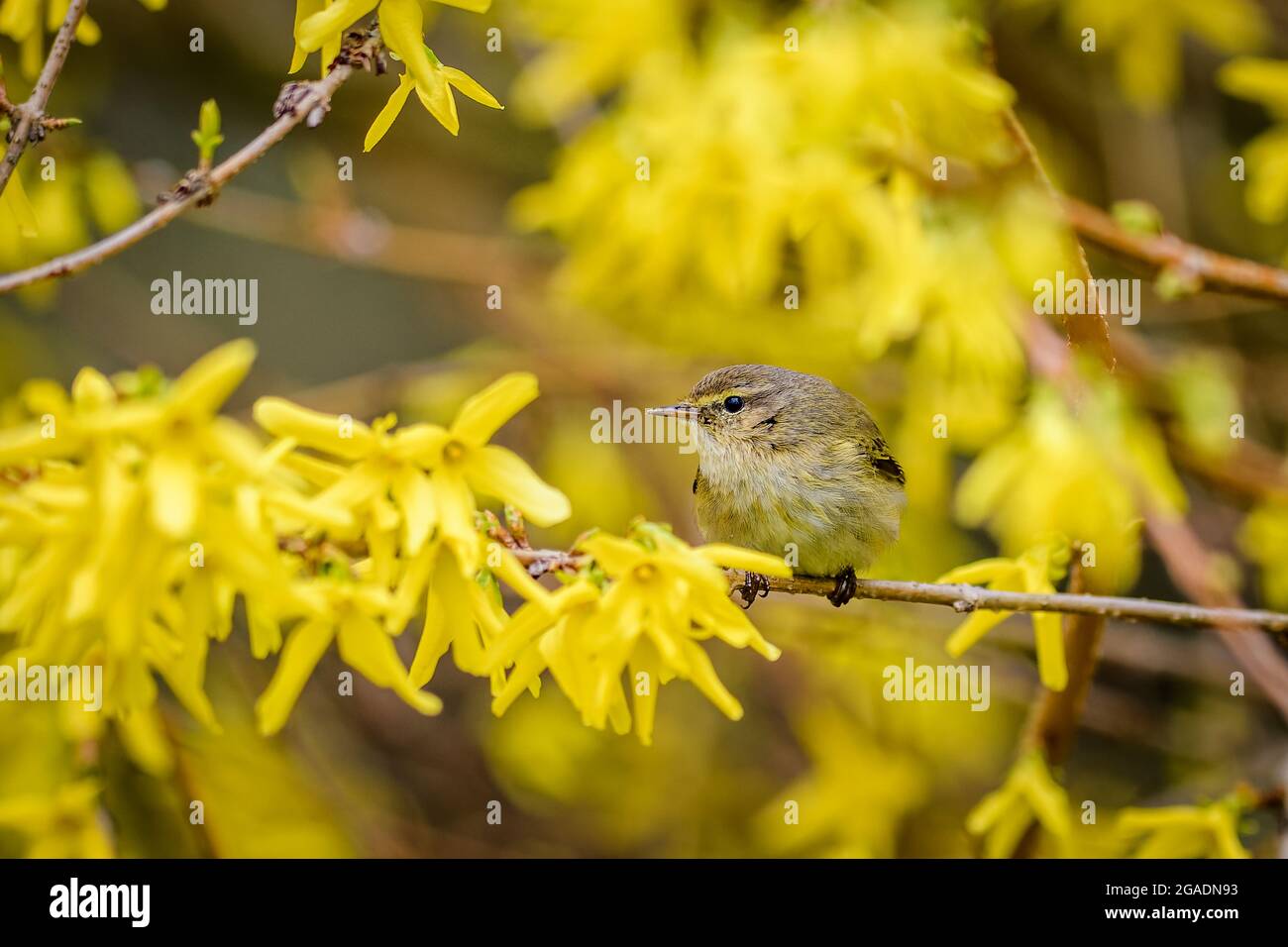 Little cute bird common chiffchaff (Phylloscopus collybita) sitting on a bush branch with ...