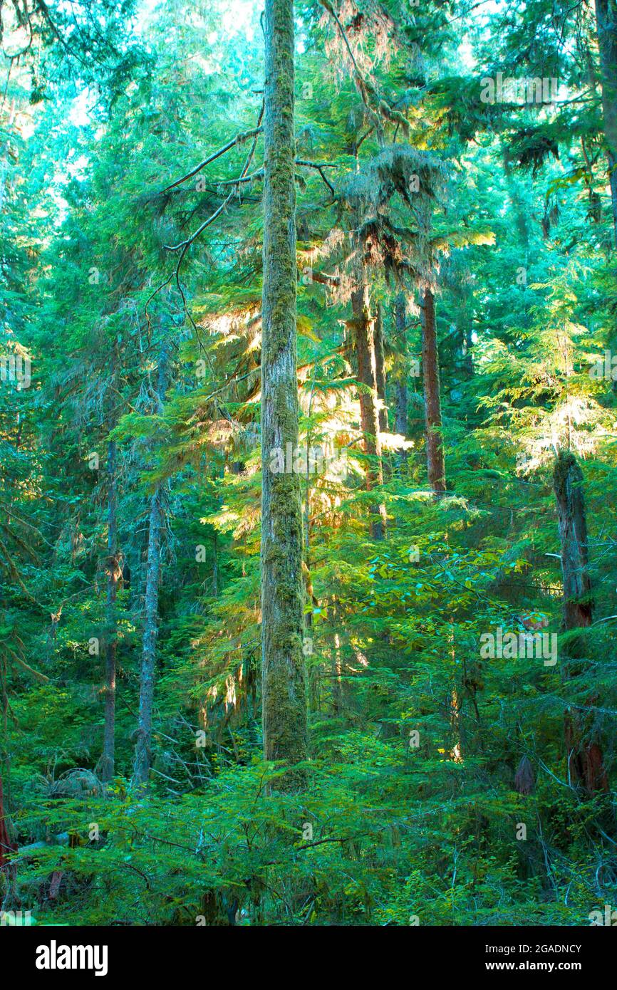 a exterior picture of an Pacific Northwest rainforest with old growth ...