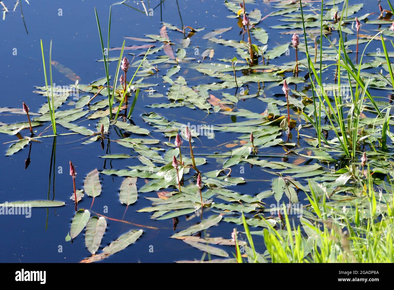 Amphibious Bistort growing in pond, Helensburgh, Scotland Stock Photo ...