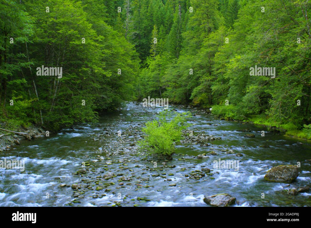 a exterior picture of an Pacific Northwest rainforest fresh water river ...