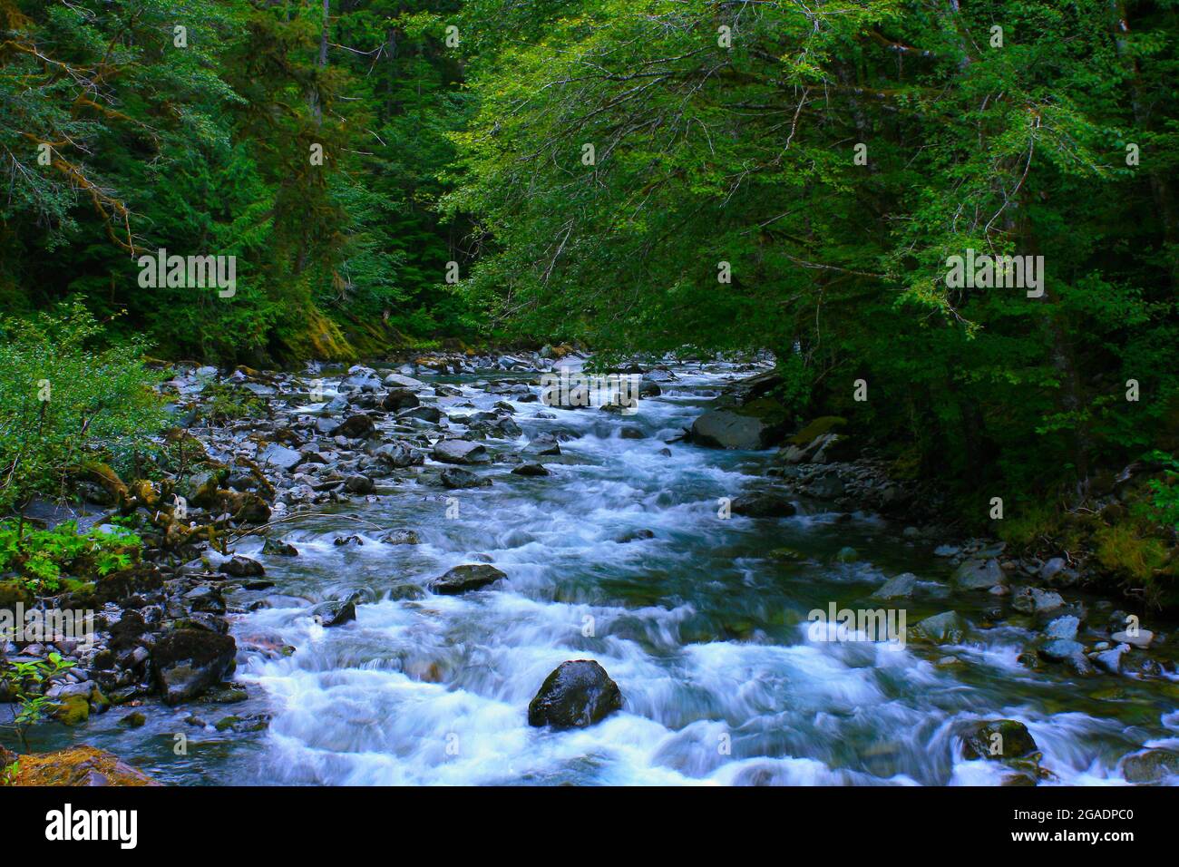 a exterior picture of an Pacific Northwest rainforest fresh water river ...
