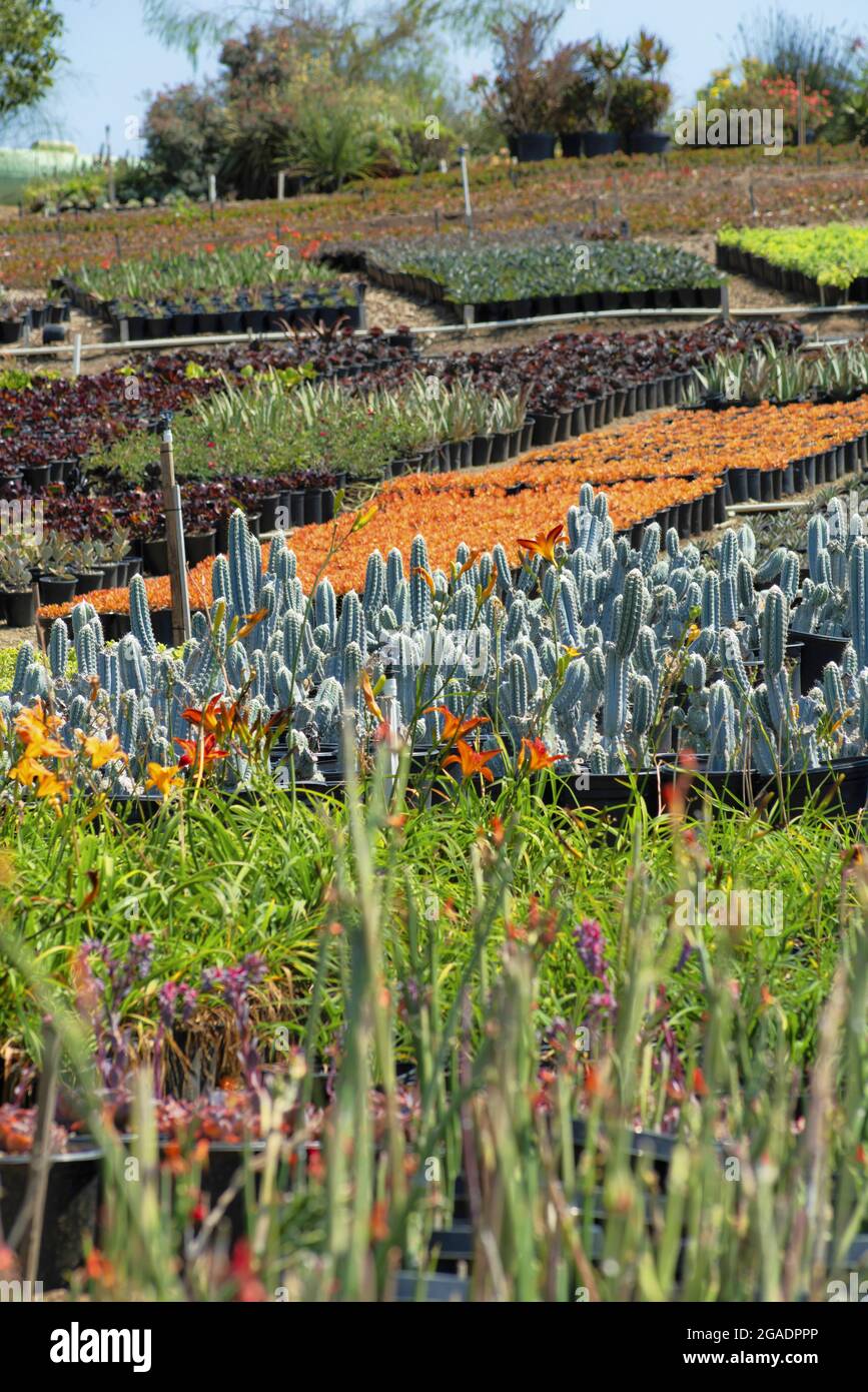 Scenic view of different varieties of potted cactus plants in an open ...