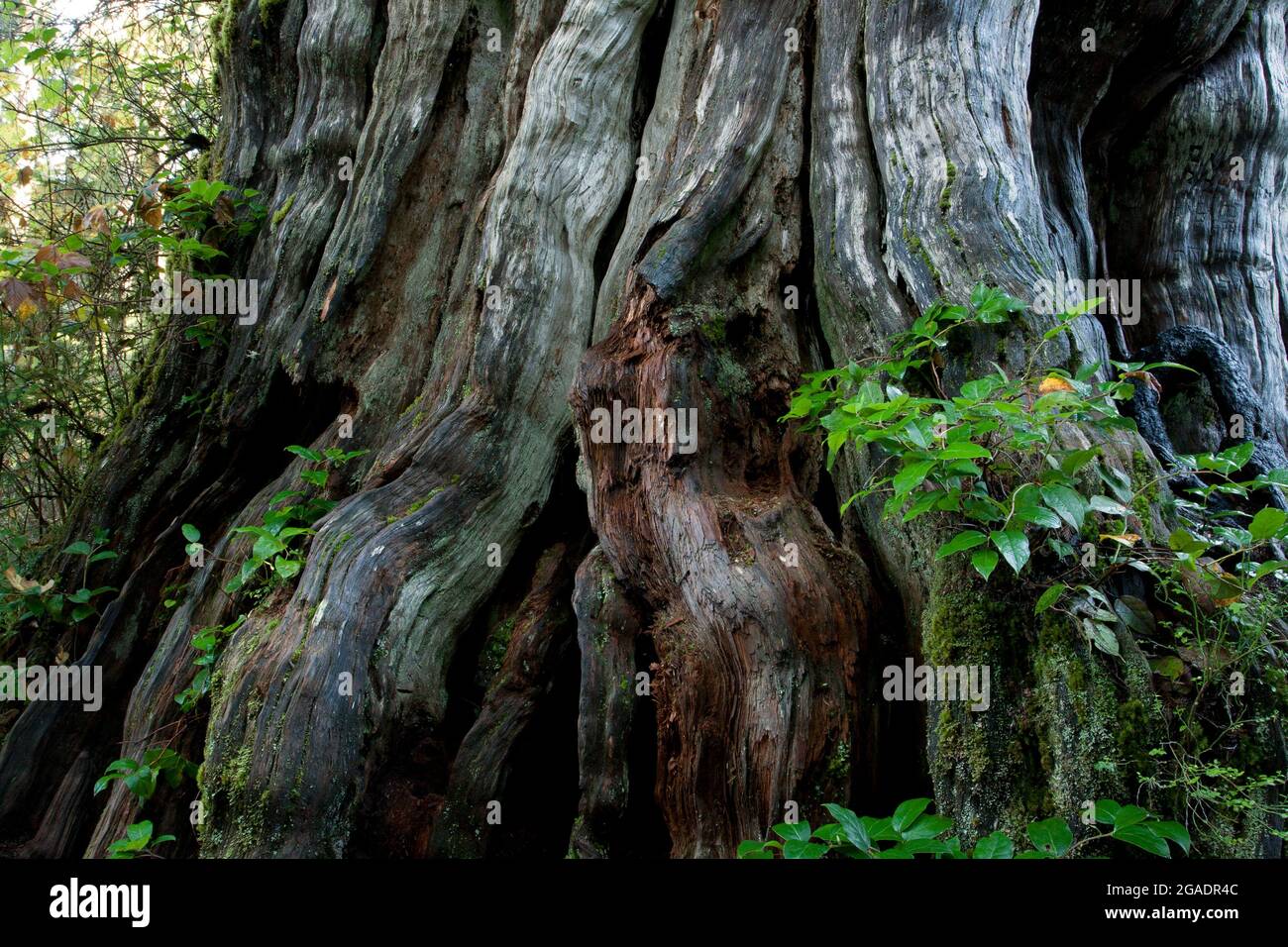 a exterior picture of an Pacific Northwest rainforest with old growth ...