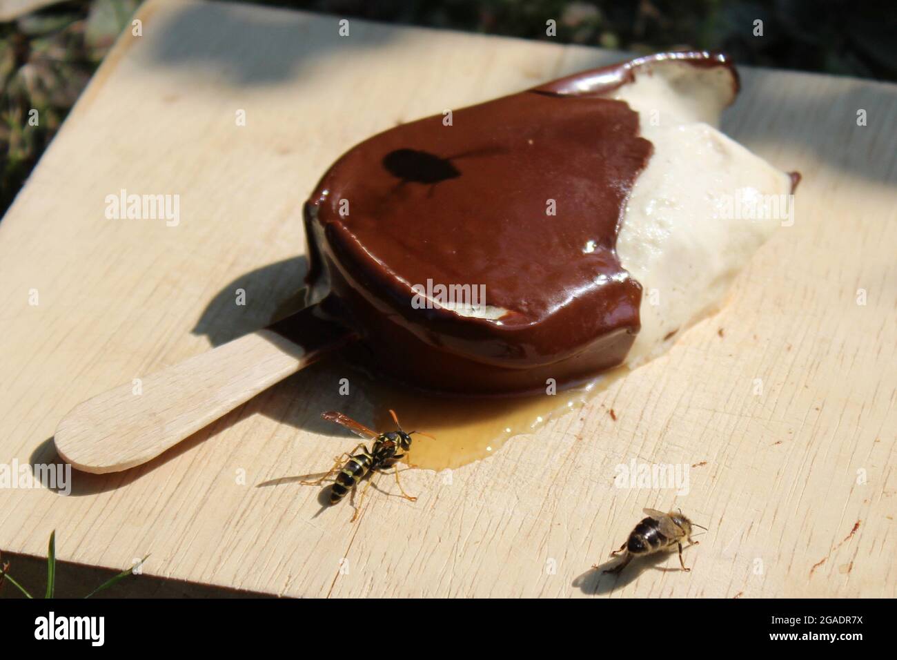 ice cream and insects in the summer Stock Photo - Alamy