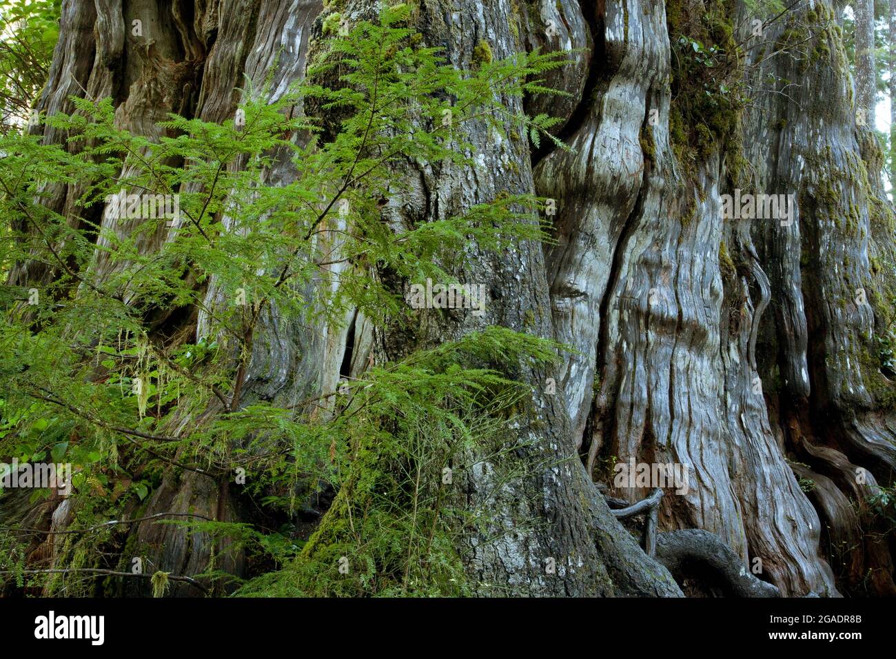 a exterior picture of an Pacific Northwest rainforest with old growth ...