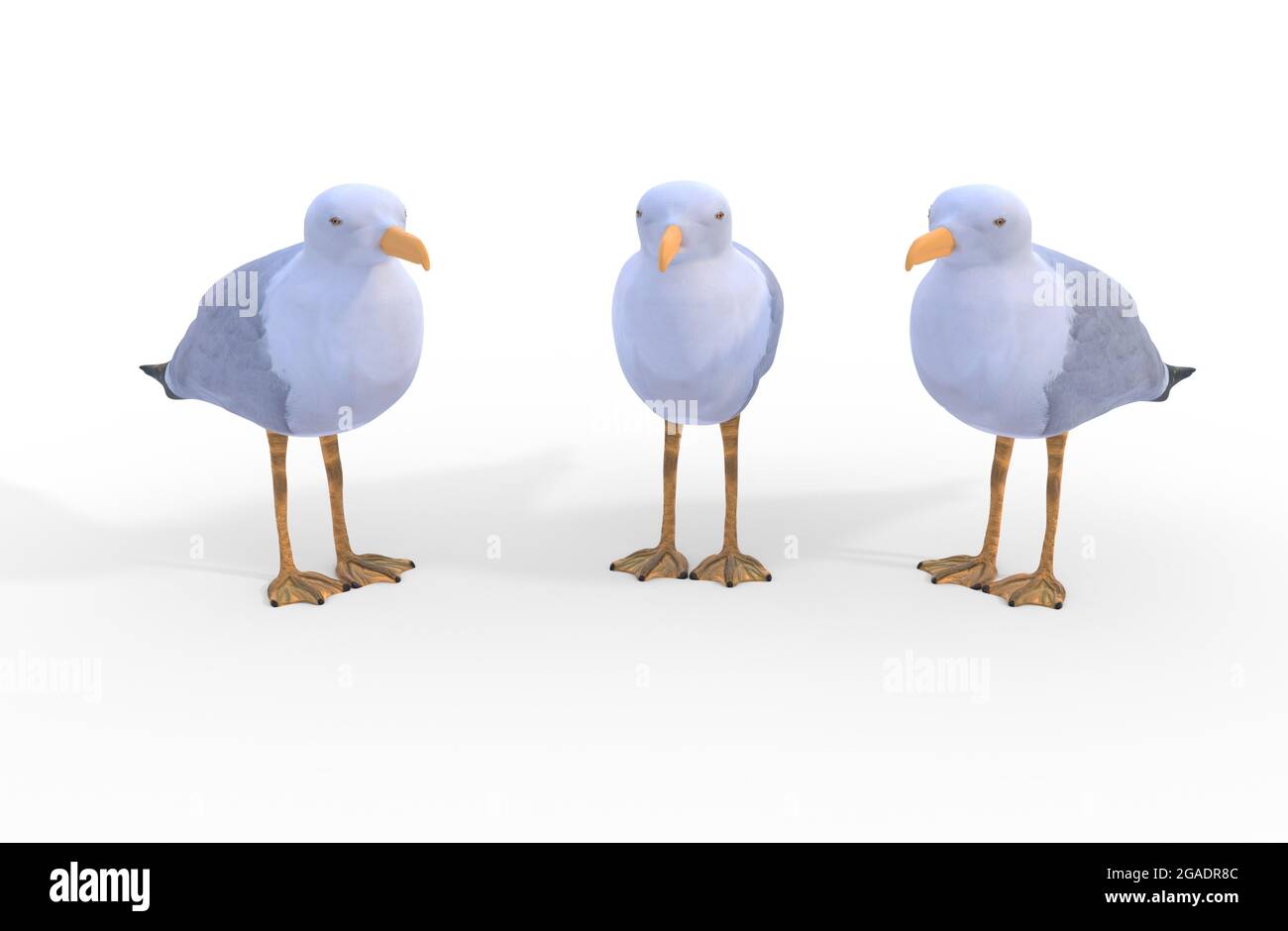 White seagull gray wings Cut Out Stock Images & Pictures - Alamy