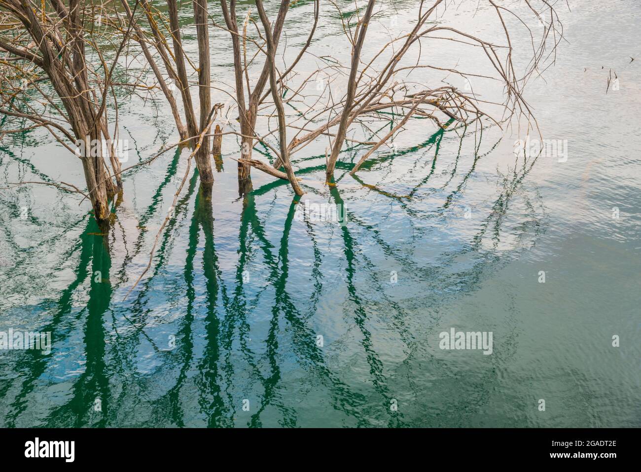 Trees and its reflections on water Stock Photo - Alamy