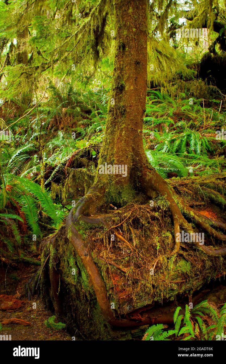 a exterior picture of an Pacific Northwest rainforest Stock Photo - Alamy