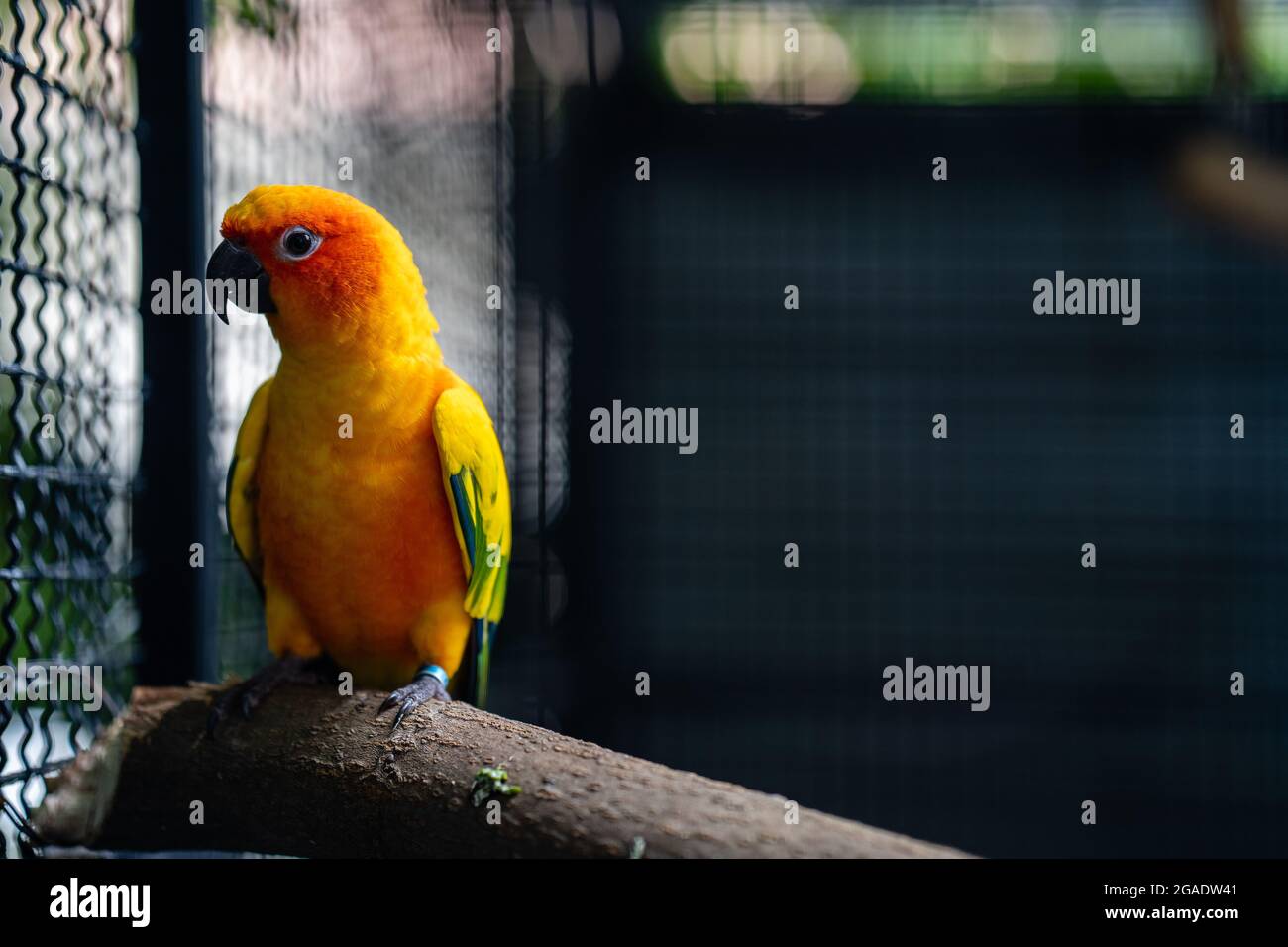 Beautiful bright sun conure parrot in the cage Stock Photo - Alamy