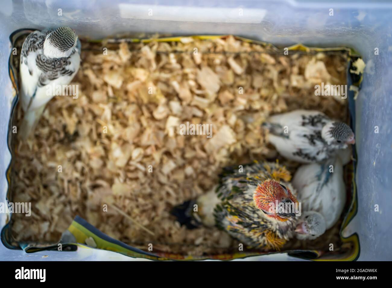 Little macaw birds in the plastic box Stock Photo - Alamy