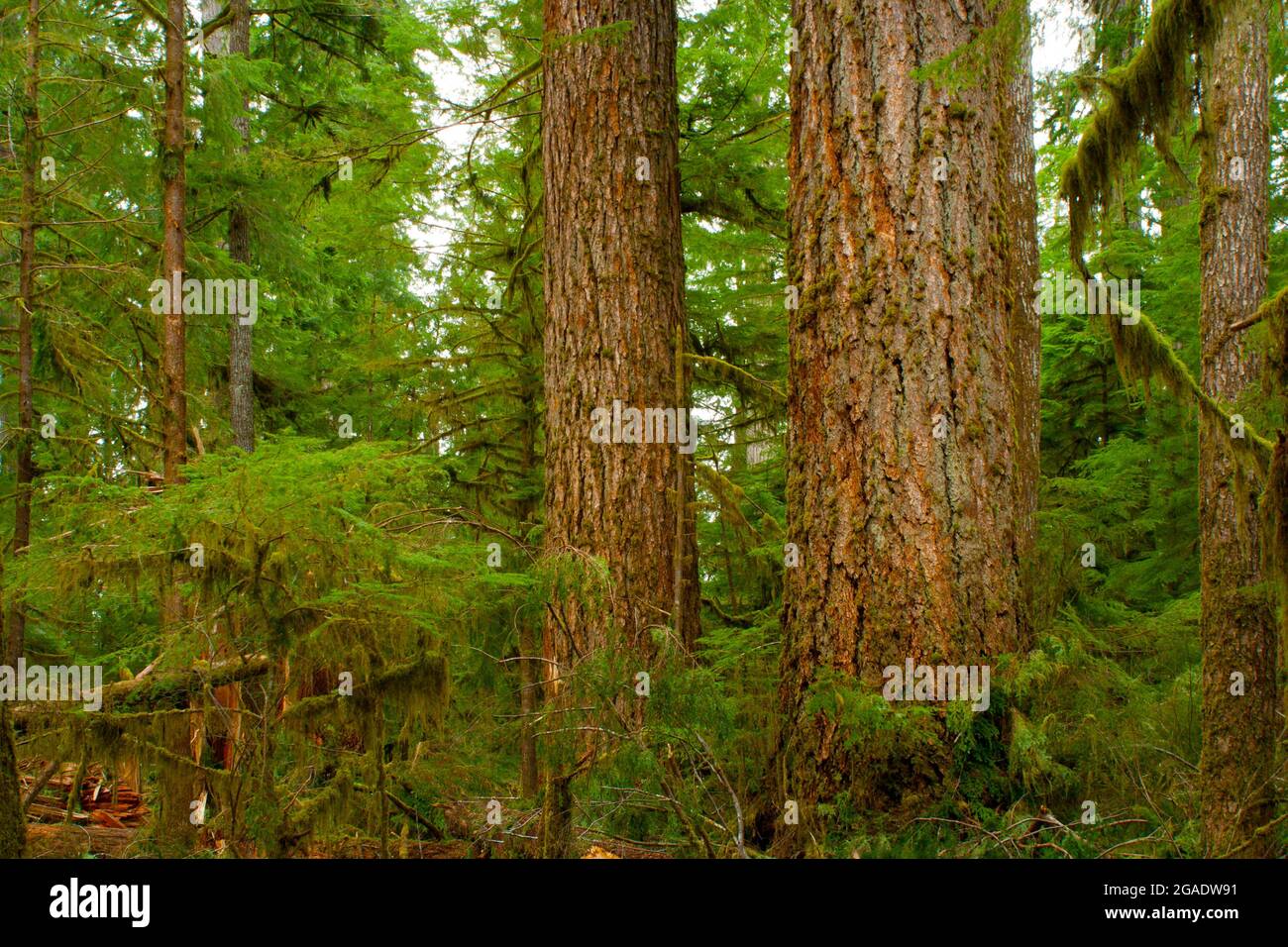 a exterior picture of an Pacific Northwest rainforest with old growth ...