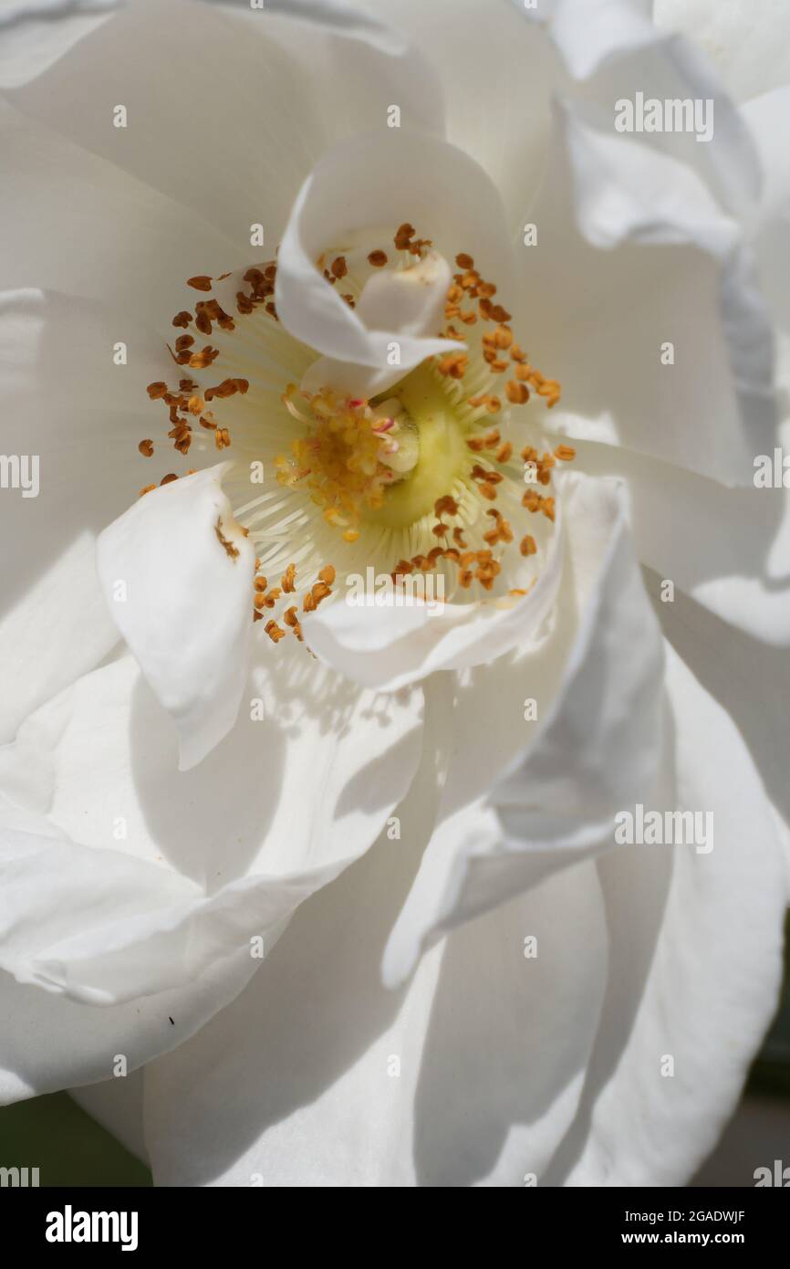 Closeup of a beautiful white rose Stock Photo - Alamy