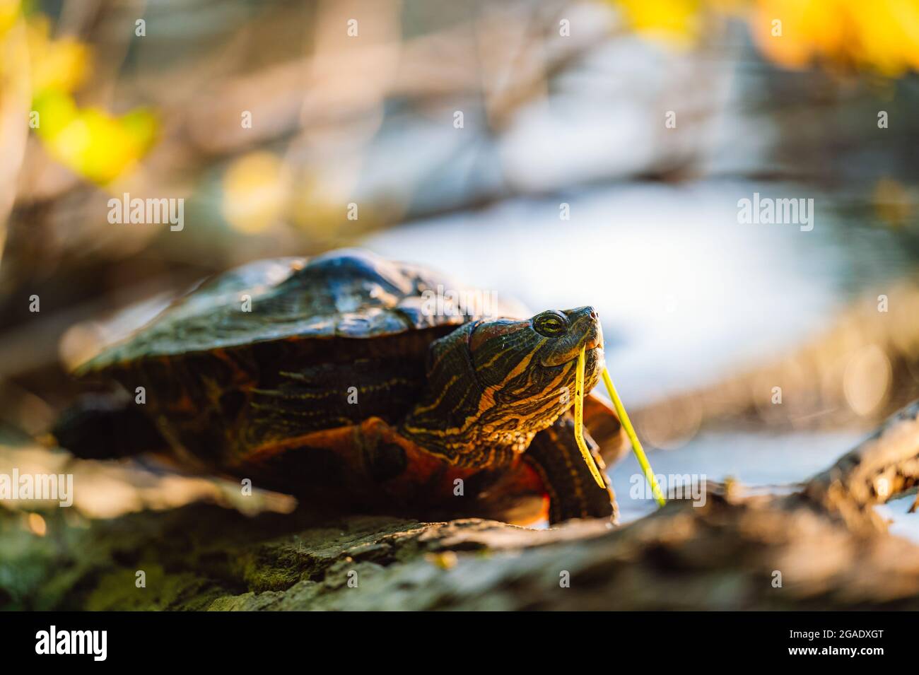 Relaxed turtles hi-res stock photography and images - Alamy