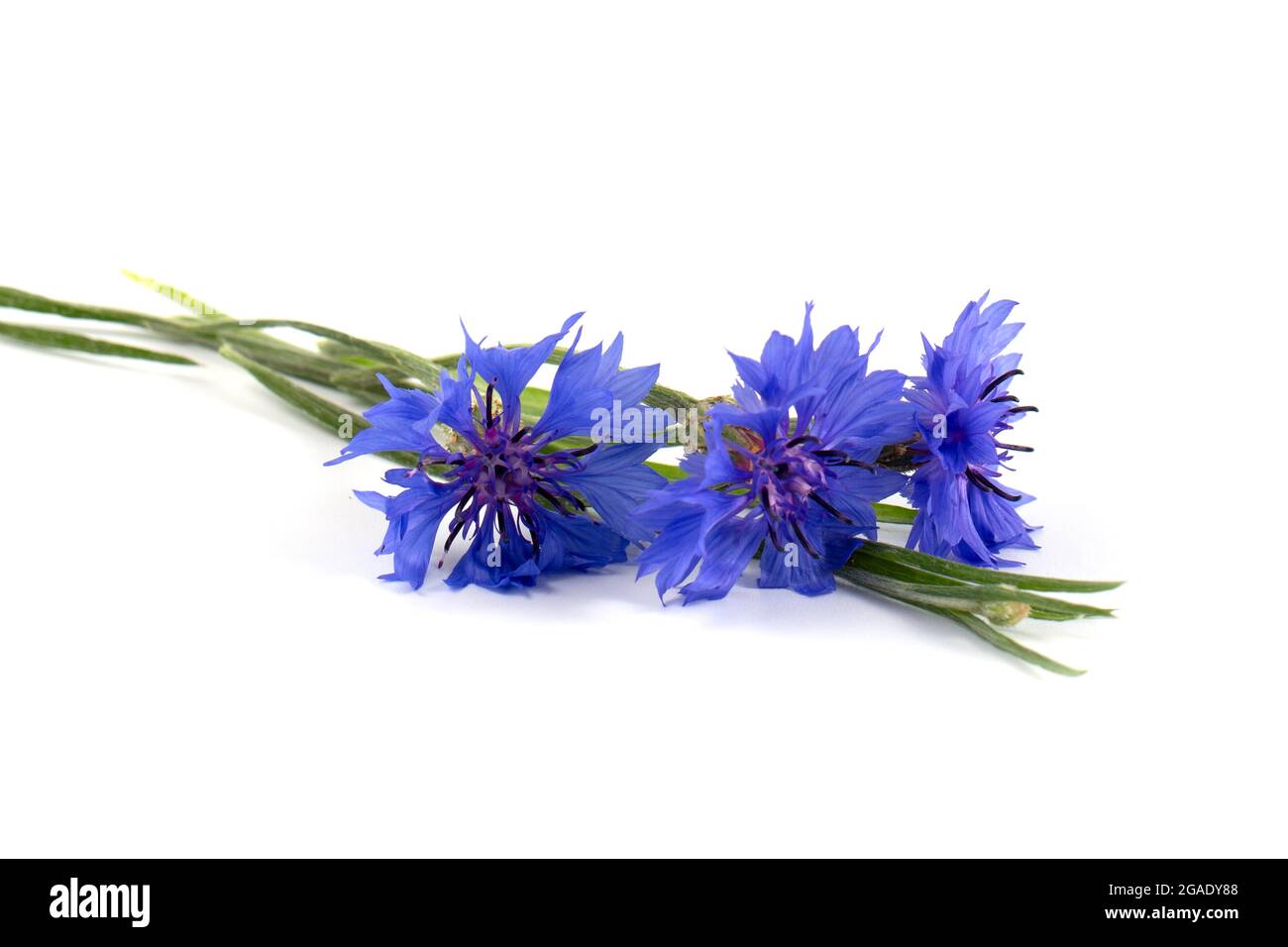 Garden centaurea cyanus Cut Out Stock Images & Pictures - Alamy