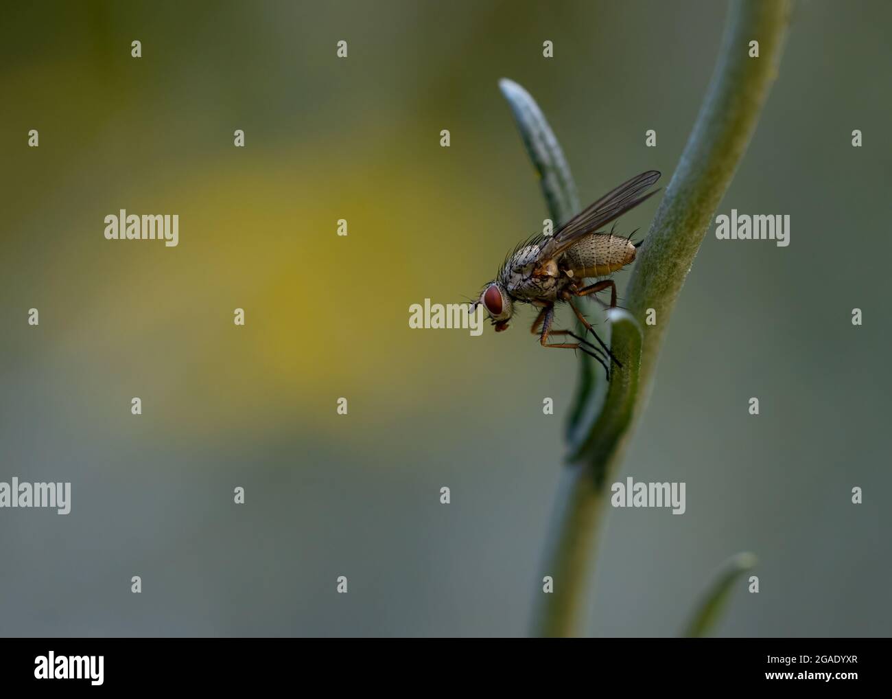 Root maggot fly on plant stem Stock Photo - Alamy