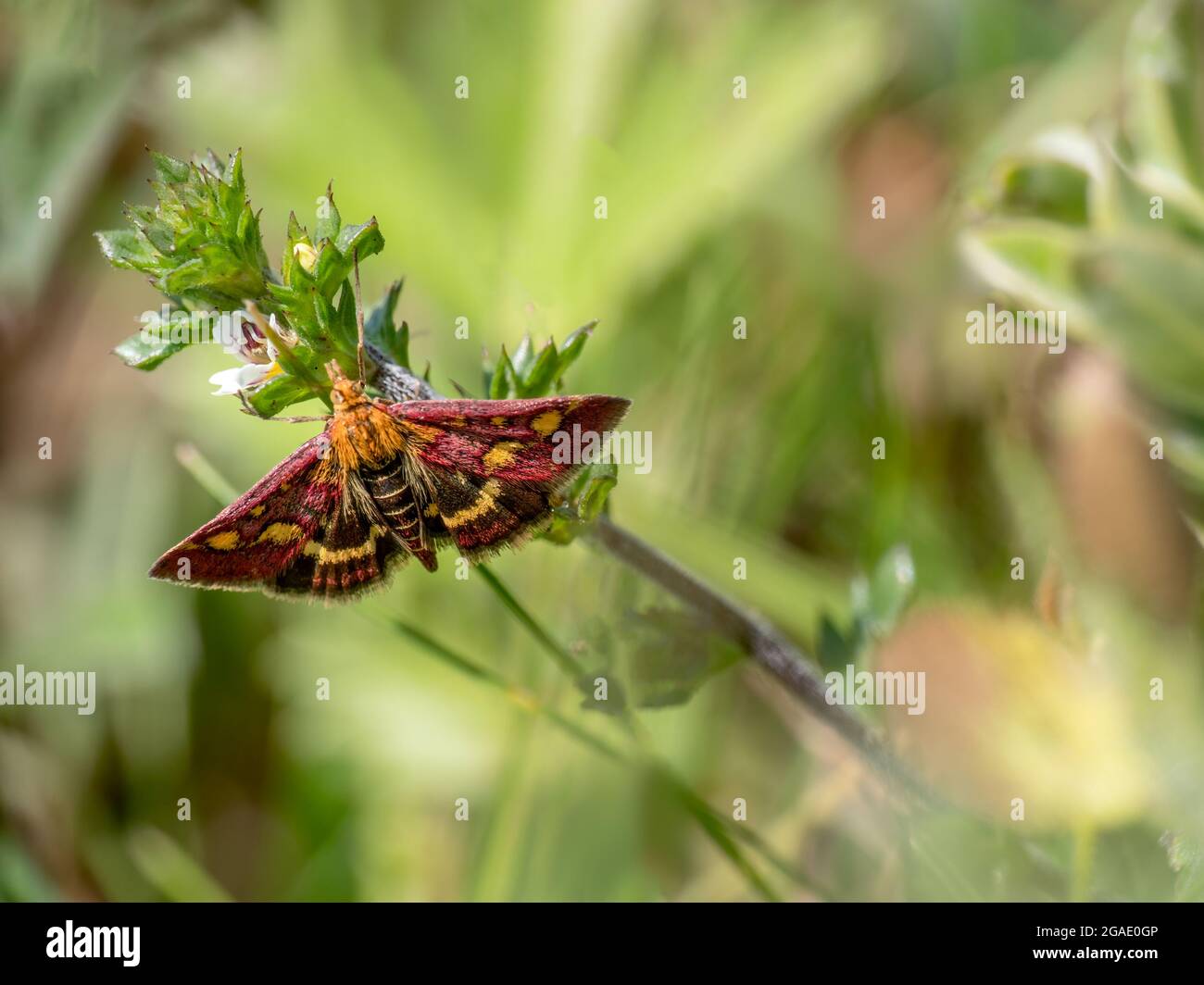 Red insects hi-res stock photography and images - Alamy