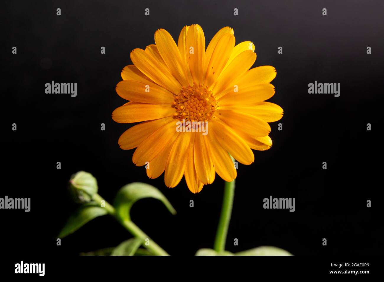 Orange flower of the pharmacy calendula on a black background. Poster ...