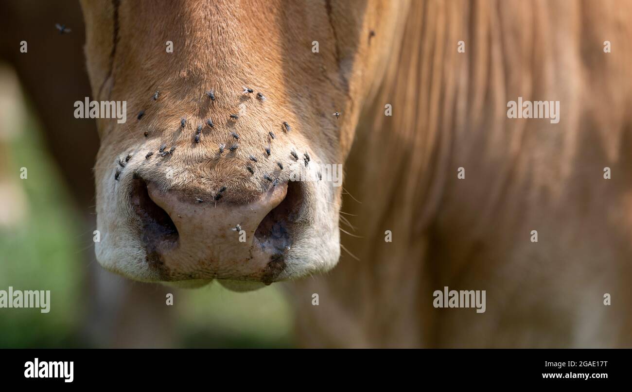 Hot and bothered hi-res stock photography and images - Alamy