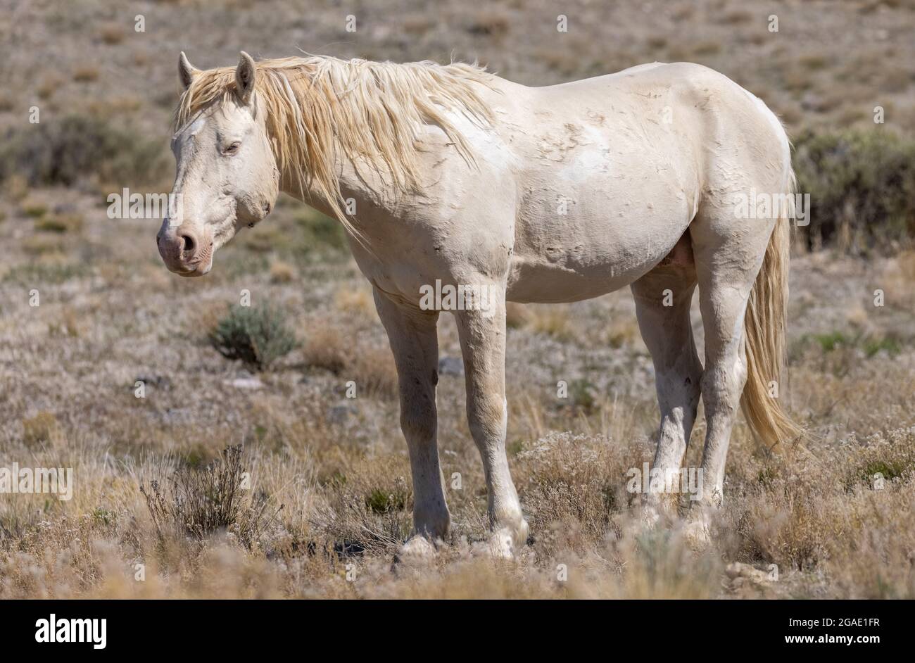 Wild Horse Stallion in the Utah Desert Stock Photo - Alamy