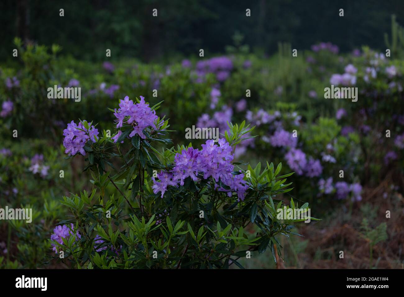 Wild Rhododendrons in the New Forest Stock Photo - Alamy