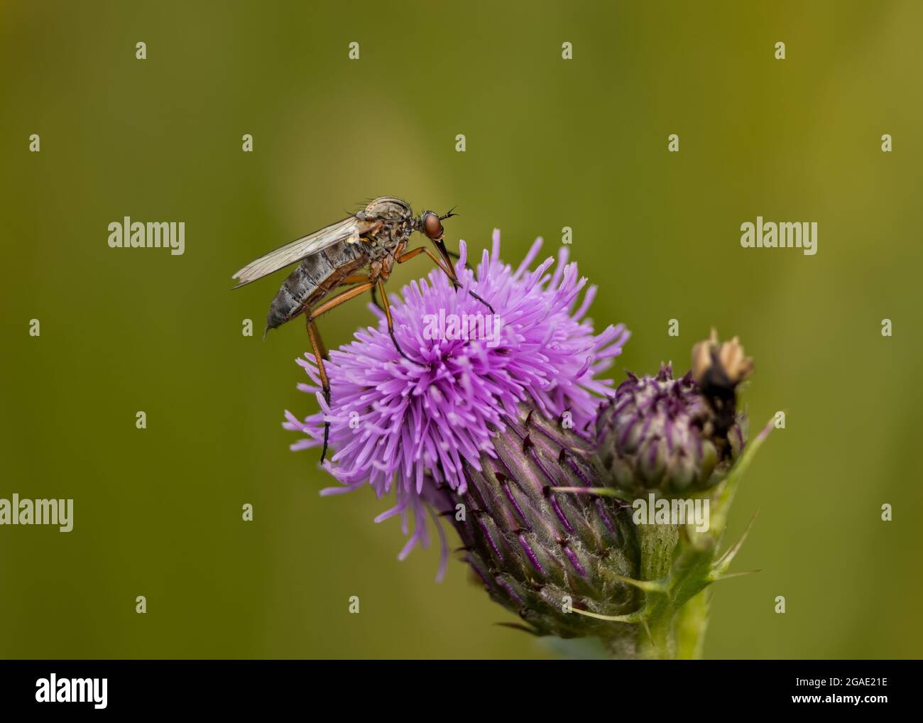 Dagger flies hi-res stock photography and images - Alamy