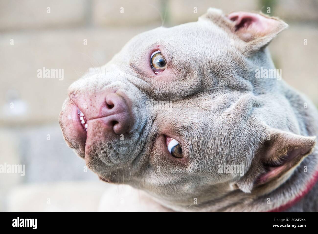 Close up of a pocket Lilac color American Bully dog top view outside ...