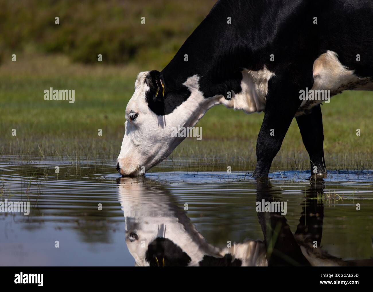 Drinking from a pond hi-res stock photography and images - Alamy