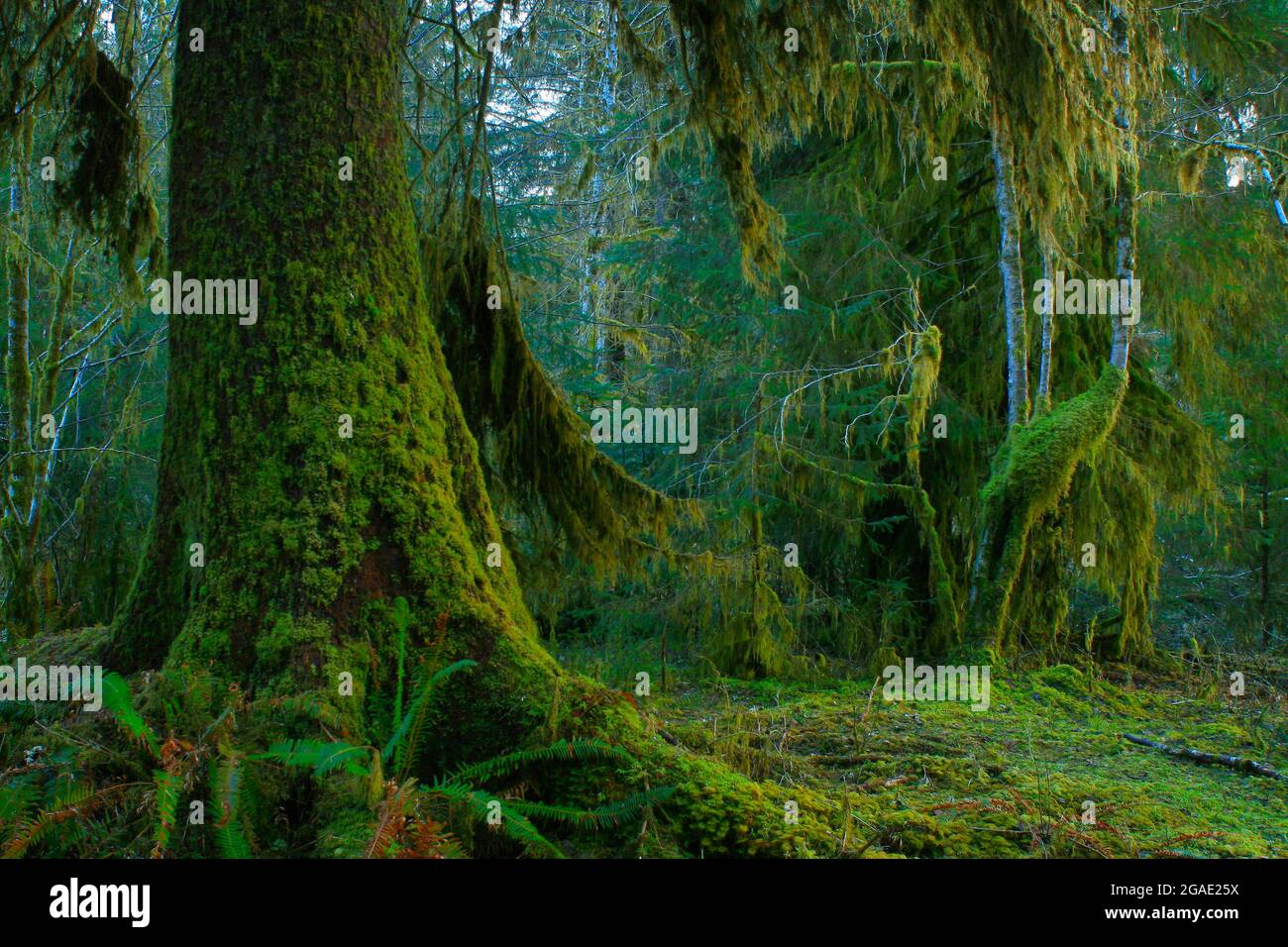 a exterior picture of an Pacific Northwest rainforest with old growth ...