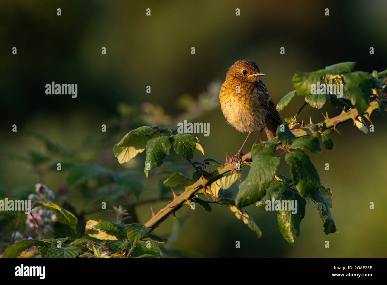 Young Robin in bramble Stock Photo - Alamy