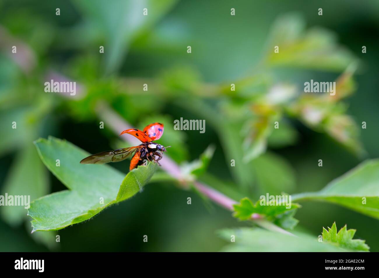 Ladybird folding wings hi-res stock photography and images - Alamy