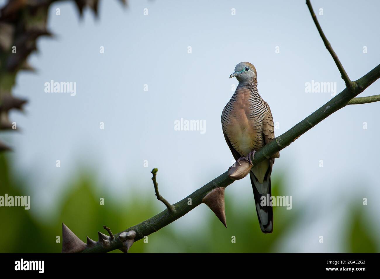 Zebra dove in Singapore Stock Photo - Alamy