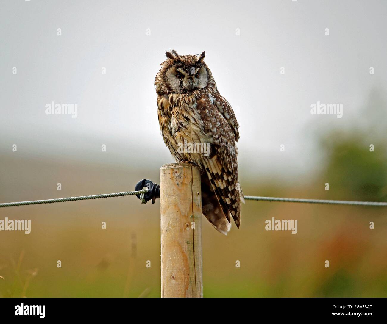Long eared owl perched on a fence post preening after a rain shower ...