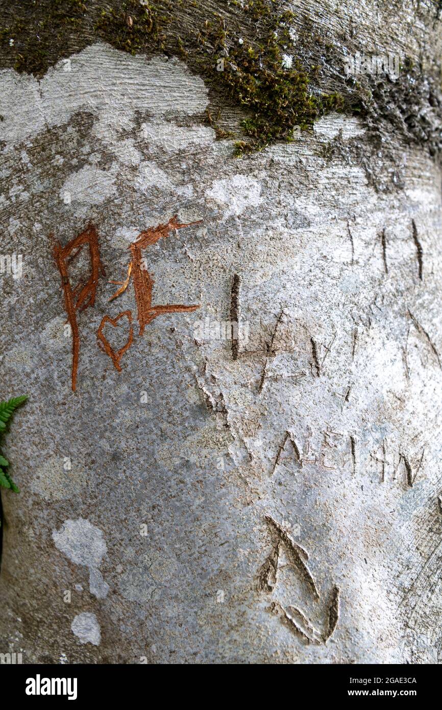 Tree trunk with carved names hi-res stock photography and images - Alamy