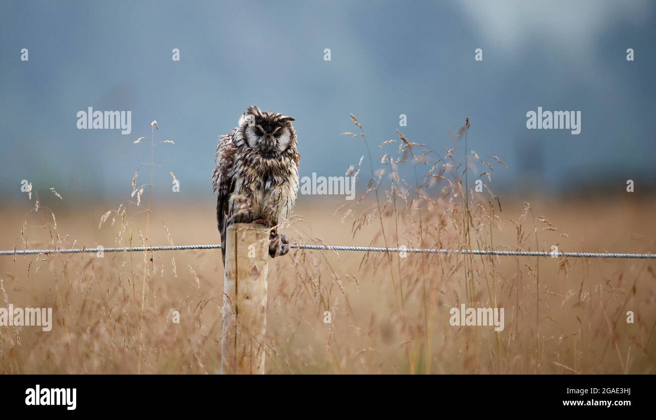 Long eared owl perched on a fence post preening after a rain shower ...