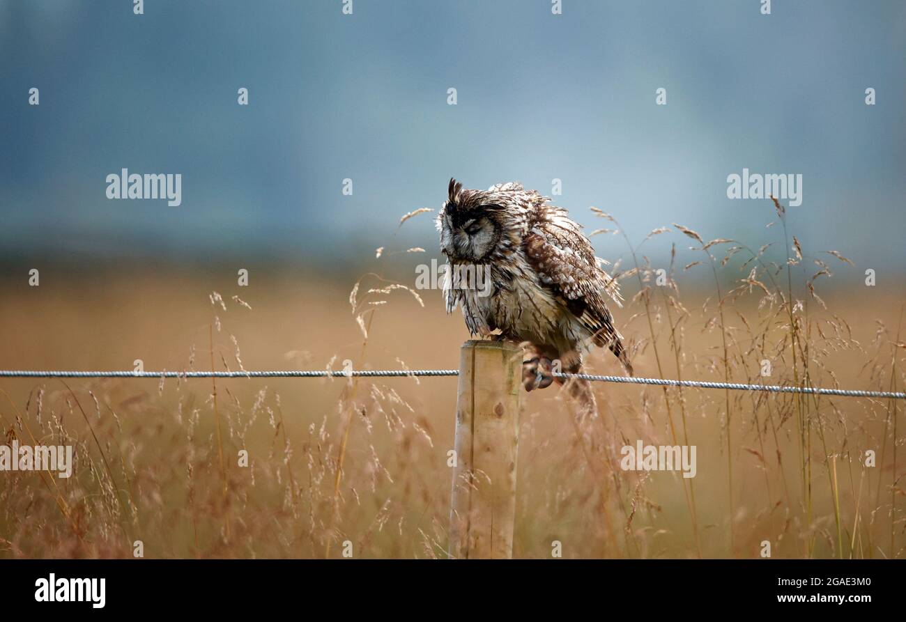Long eared owl perched on a fence post preening after a rain shower ...