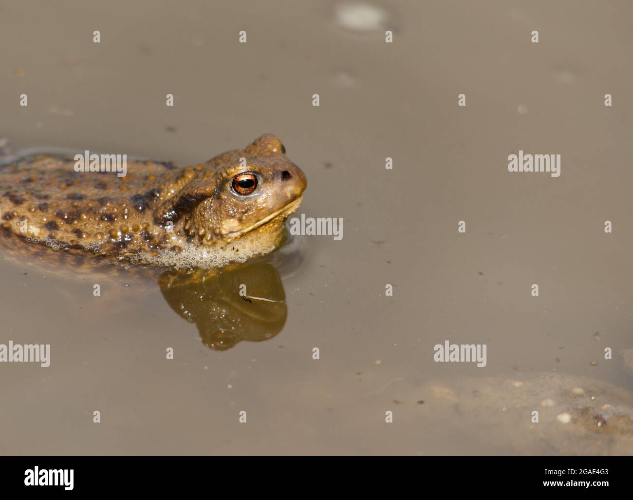 A common toad (Bufo bufo) swimming in a muddy pool Stock Photo - Alamy