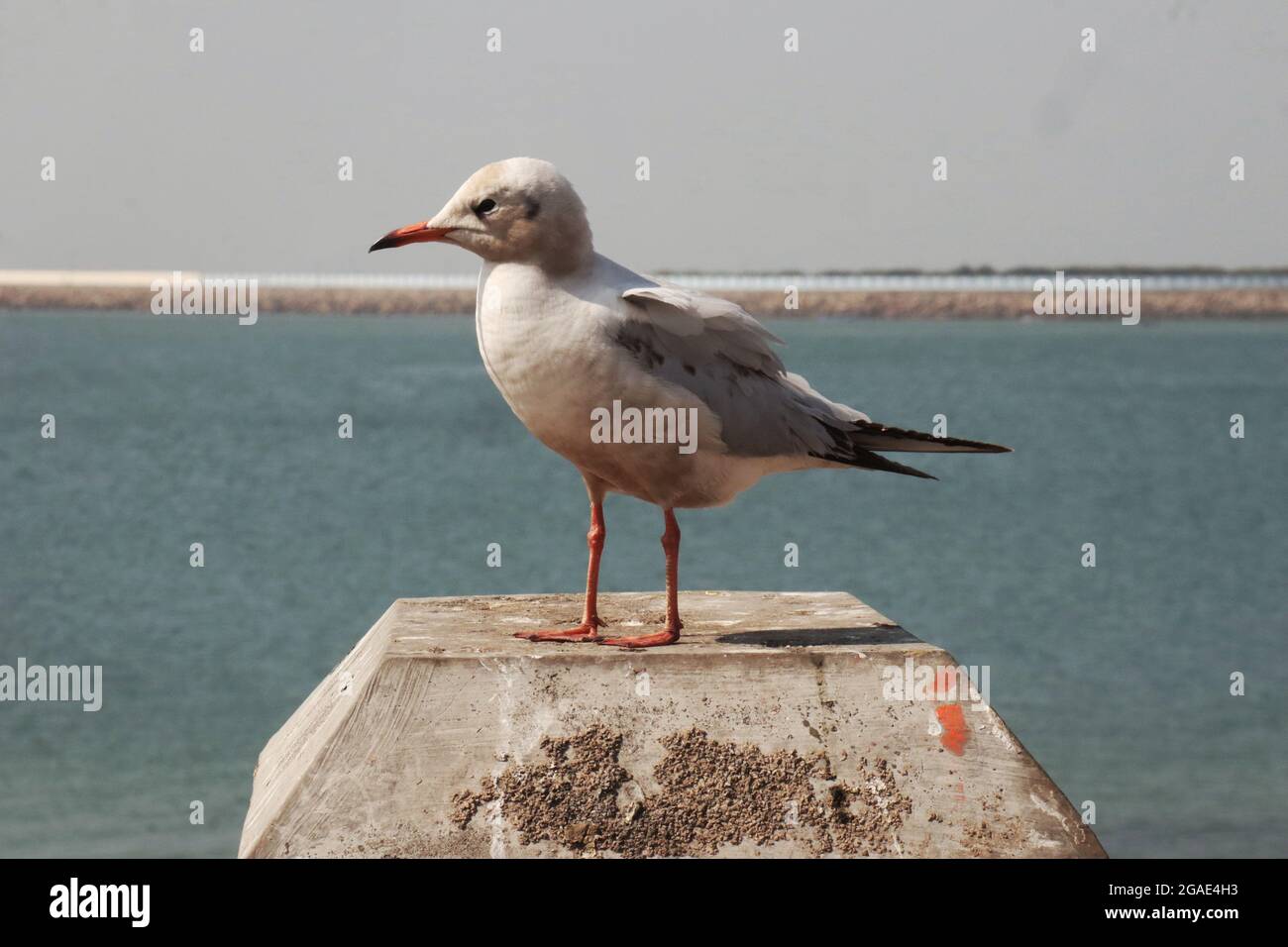 Seagull on a sea background Stock Photo - Alamy