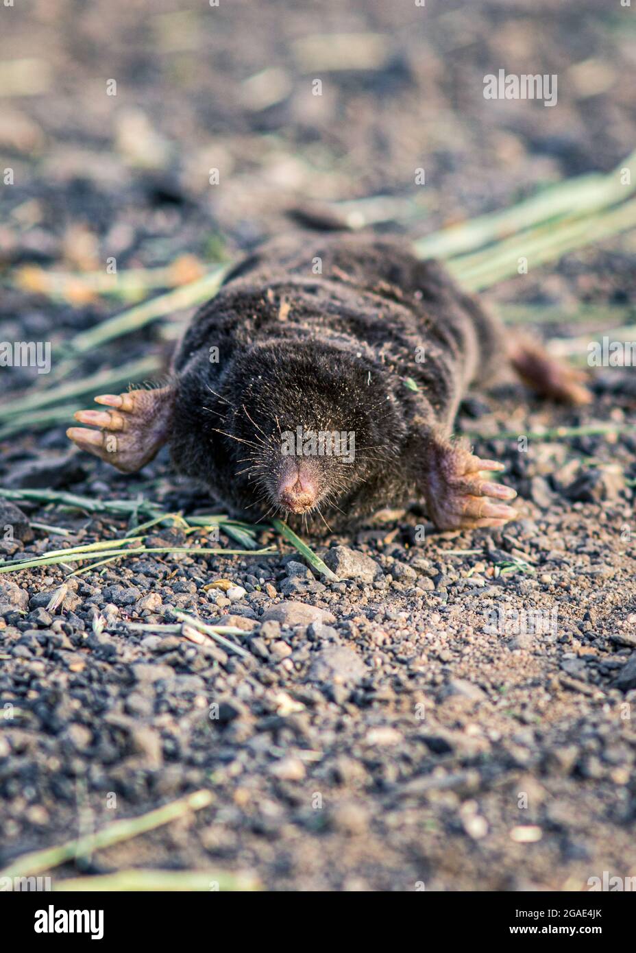 Vertical shot of a mole Stock Photo - Alamy