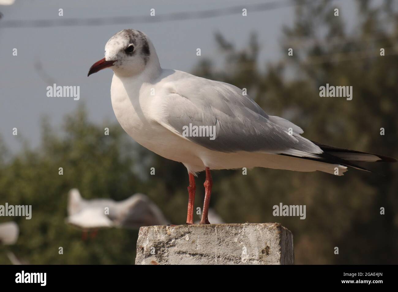 Close up shot of a seagull Stock Photo - Alamy