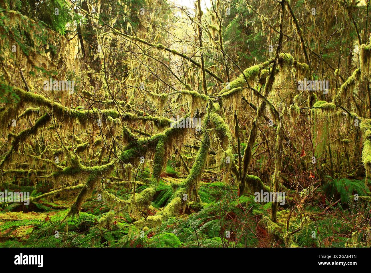 Green moss mossy maple tree hi-res stock photography and images - Alamy