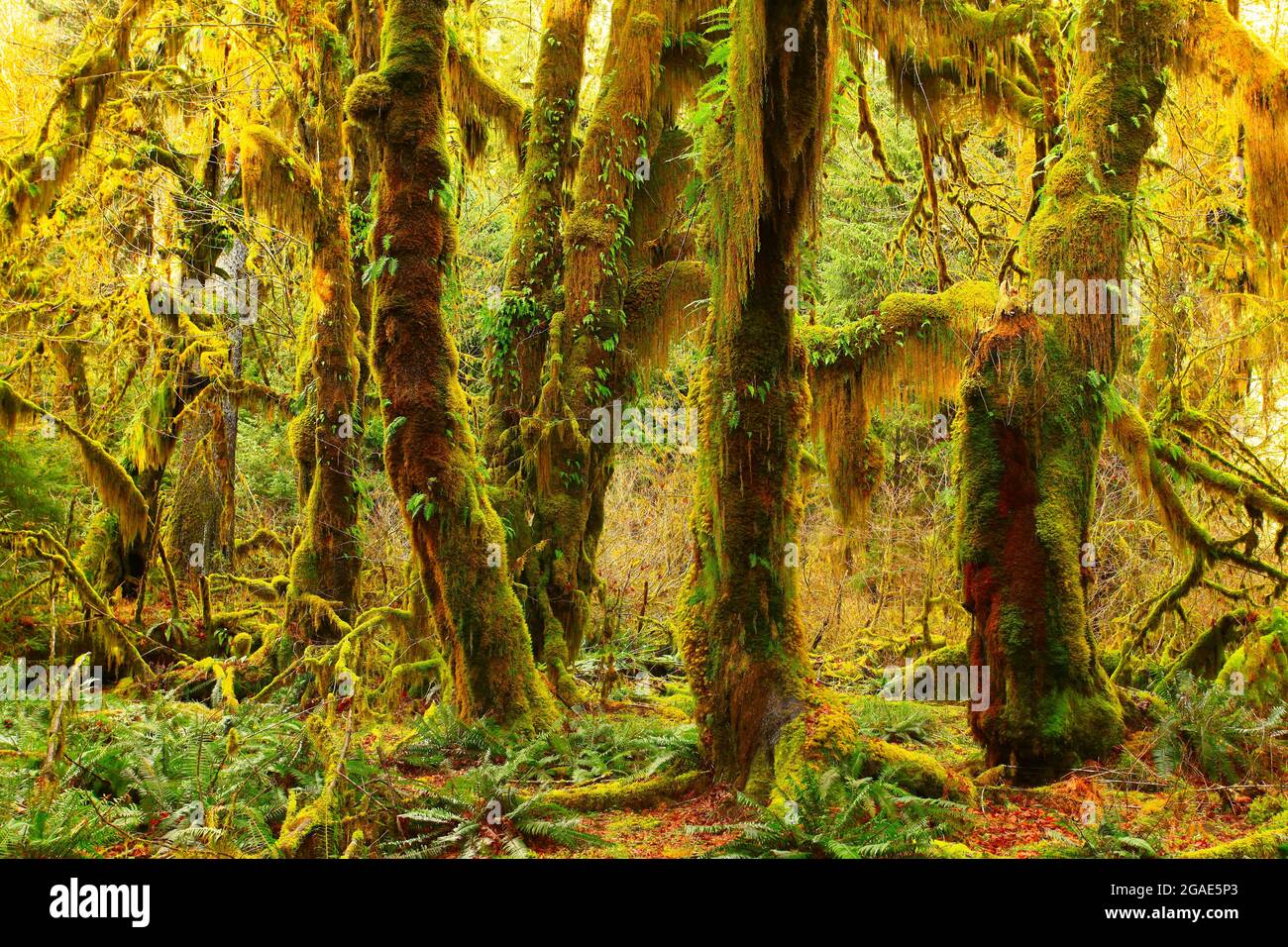 a exterior picture of an Pacific Northwest rainforest with Big leaf ...