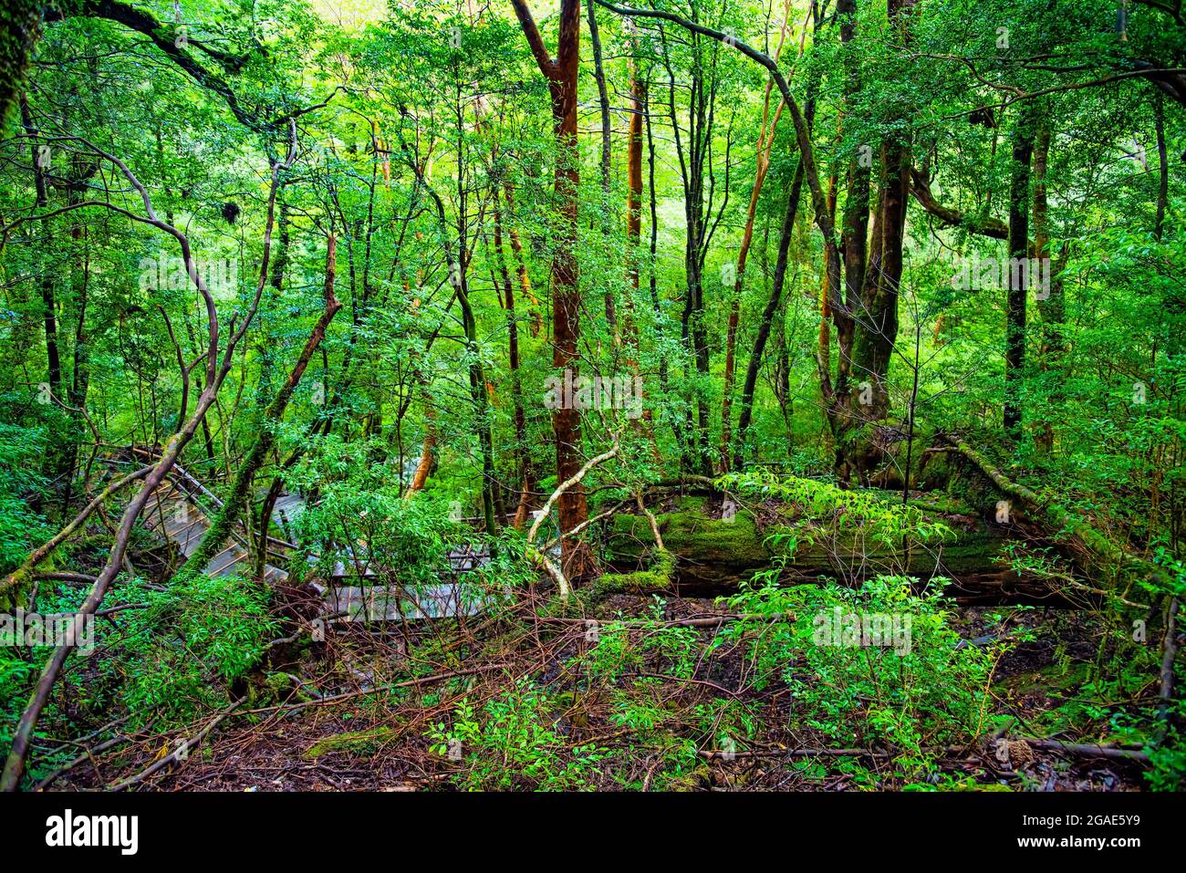 Cedar trees in Yakushima island forest, Kagoshima Prefecture, Japan ...