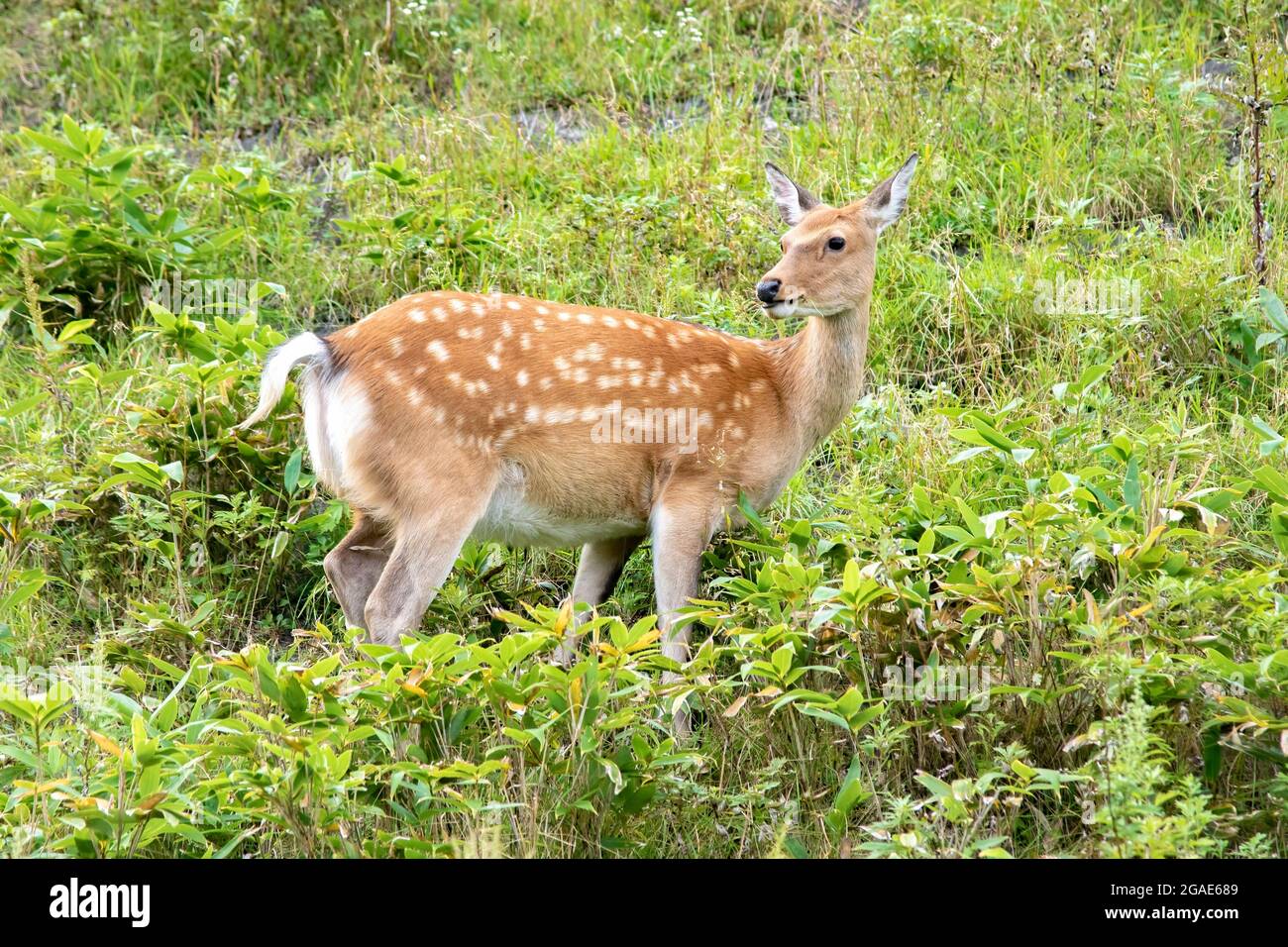Wild Sika deer in Shiretoko peninsula, Hokkaido, Japan Stock Photo - Alamy