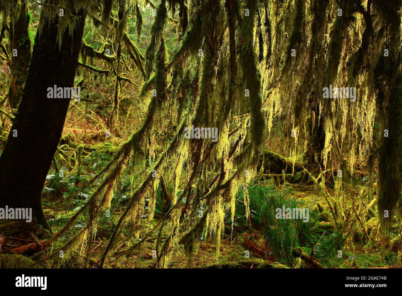 a exterior picture of an Pacific Northwest rainforest with Big leaf ...