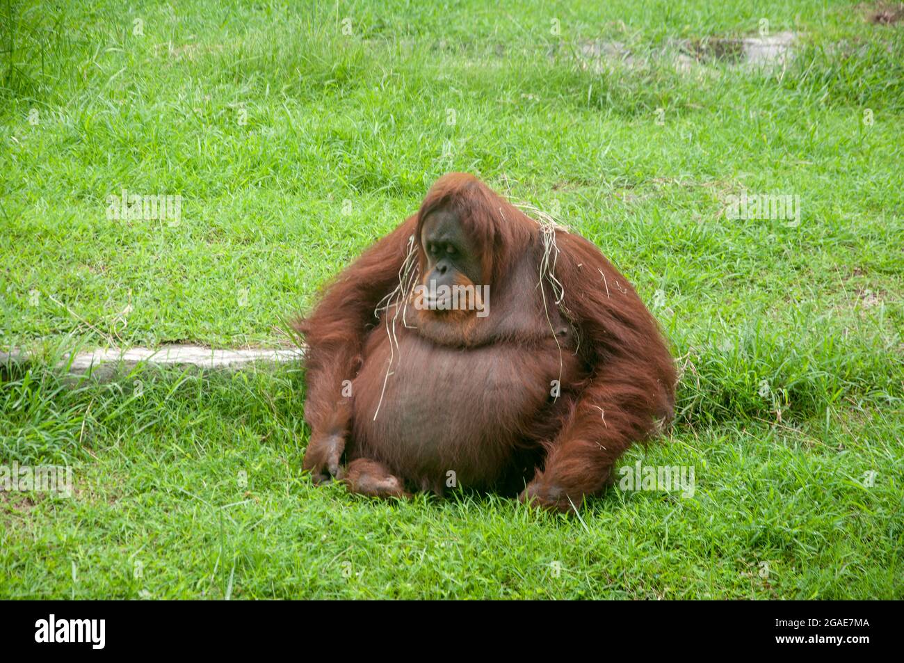Big tummy gorilla hi-res stock photography and images - Alamy