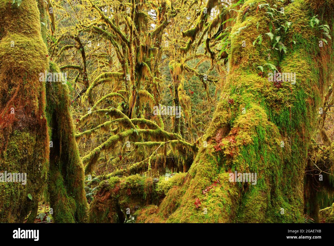 a exterior picture of an Pacific Northwest rainforest with Big leaf ...